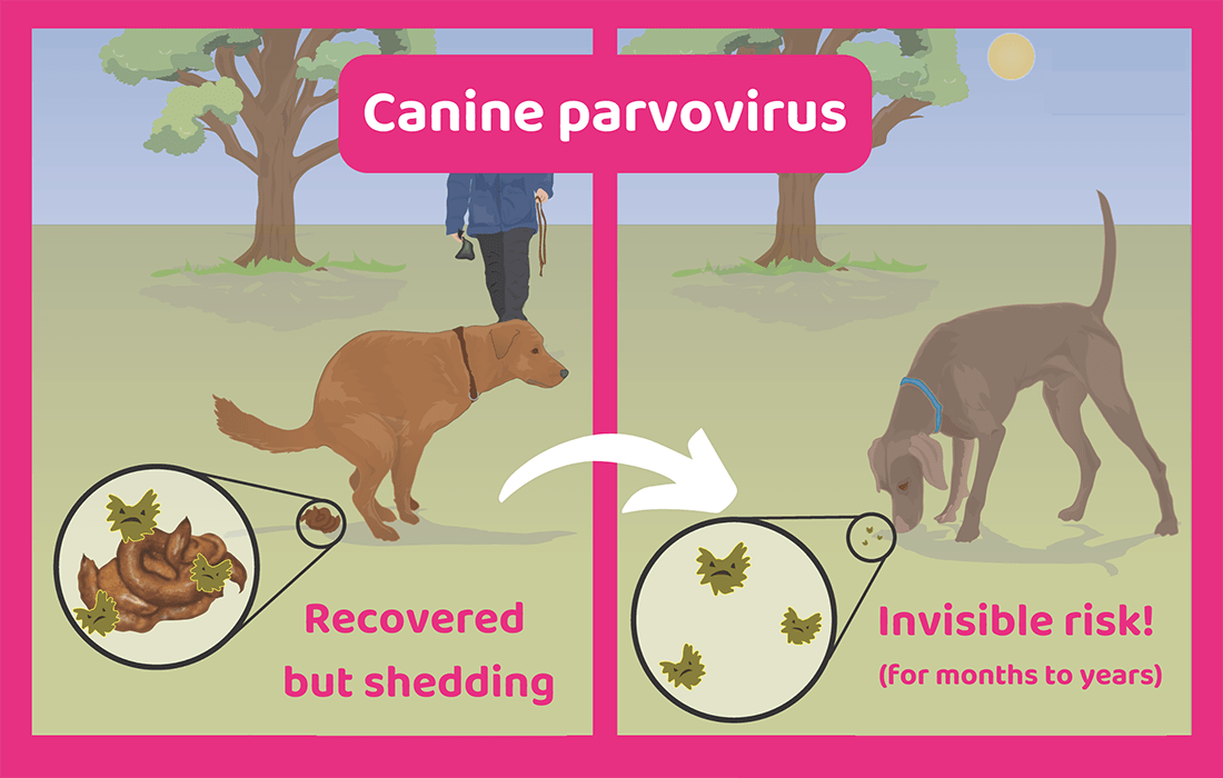 Canine Parvovirus – SPA DU MAROC